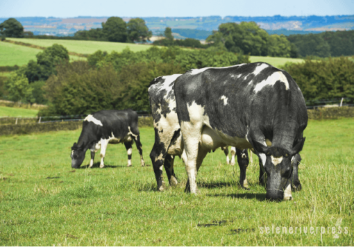 Everything You Never Knew About Cows - Selene River Press