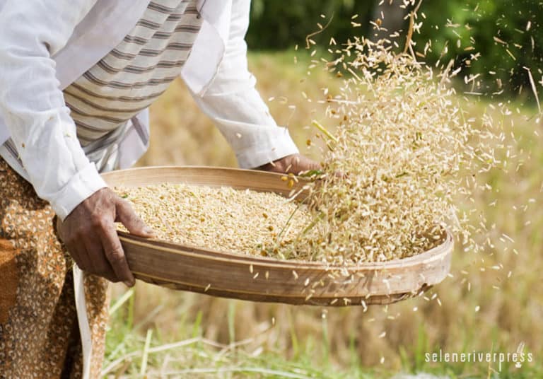 5 of the Most Famous Rice Dishes - Selene River Press