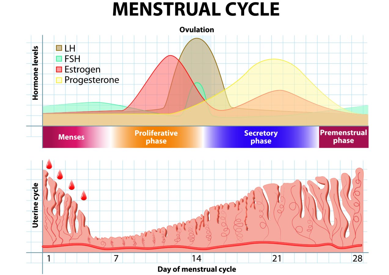 Should a Woman’s Workout Routine Be Cyclical? - Selene River Press